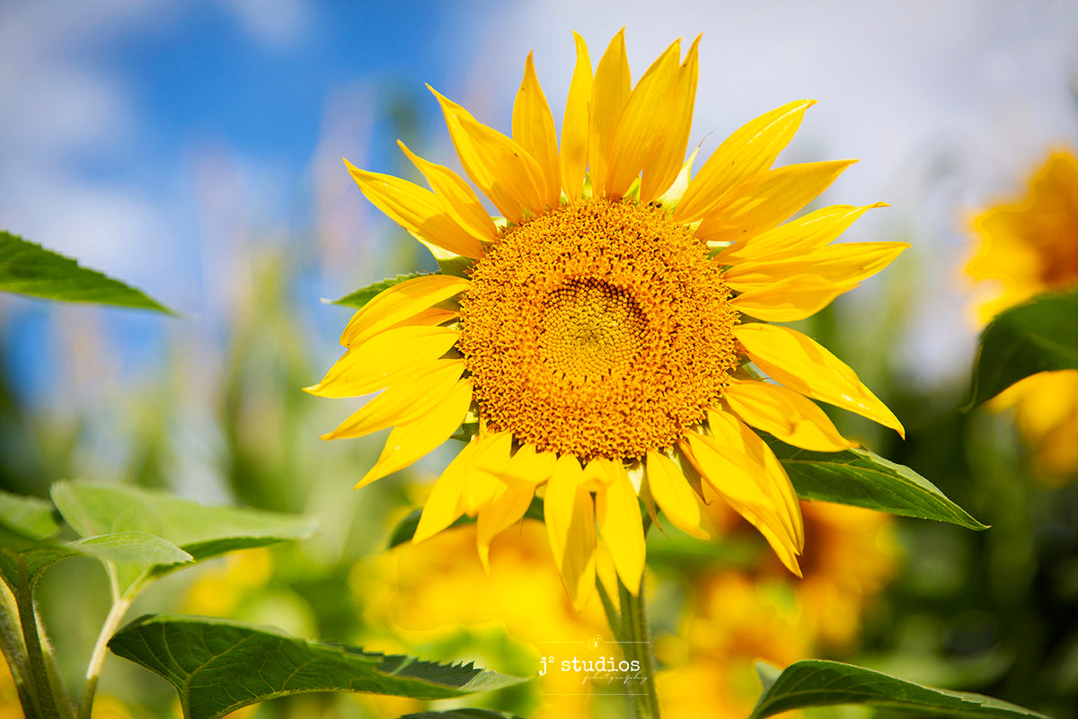 Sunflower Vibes | Sunflower Aesthetic Photography | J² Studios