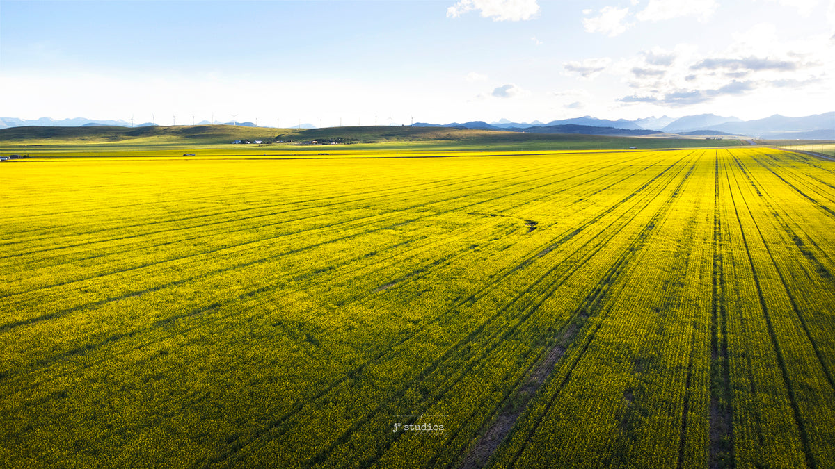 Follow the Lines of Summer | Prairies Art Print | J² Studios