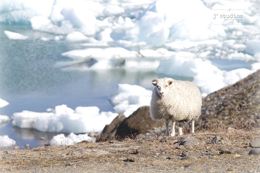 Grazing by the Icebergs | Sheep Photograph | J² Studios